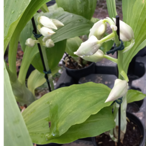 CTSM SUSAN FUCHS – ORQUIDARIO FERNANDO
